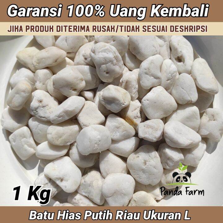 Batu Alam Koral Tabur Kerikil Hias Taman Putih Riau Uk L - 1 Kg ...