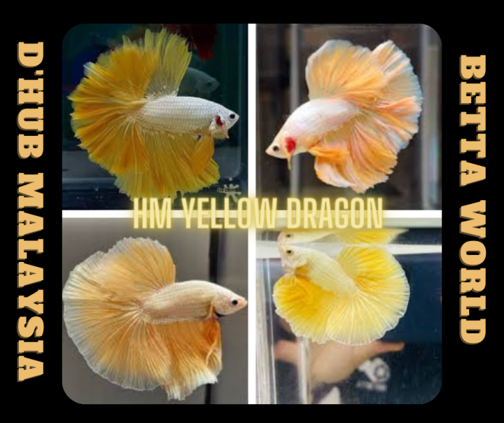 D'HUB Halfmoon Yellow Dragon Betta Fish / Ikan Laga HM Halfmoon Yellow ...