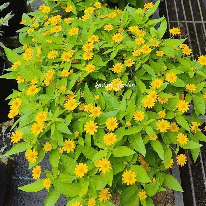 Biji Benih Bunga Butter Daisy / Yellow Flower Seeds 50 seeds (not a ...