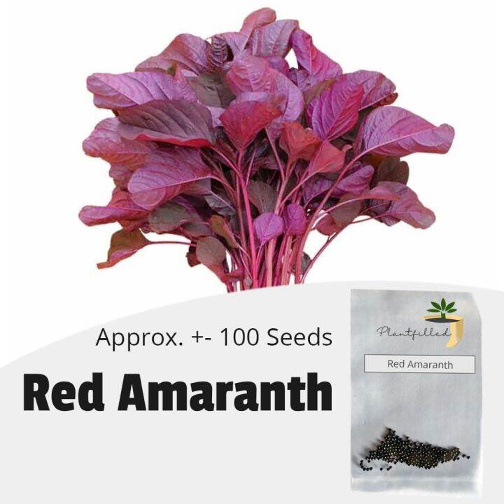 [Plantfilled] Red Amaranth Seeds - Vegetable - Approx. 100 Seeds ...