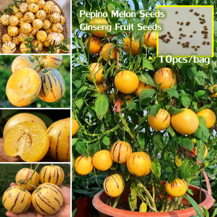 Ready Stock Pepino Melon Seeds Ginseng Fruit Seeds for Planting (10 ...