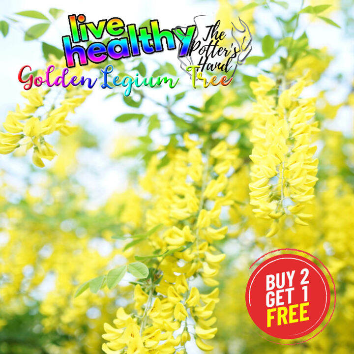 Golden Legium Tree | Lazada PH