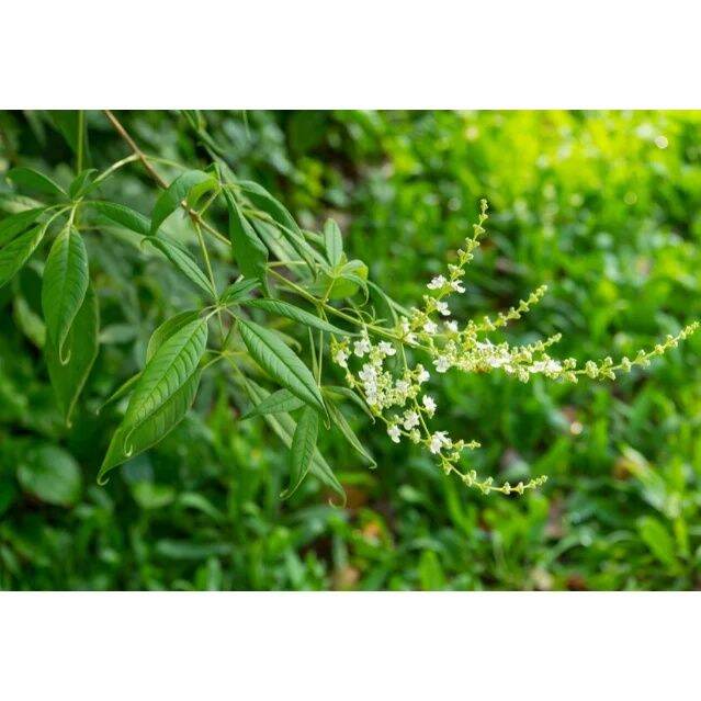 Hot Set of 2 - Organic Lagundi Capsules (100 Capsules) Treatment of ...