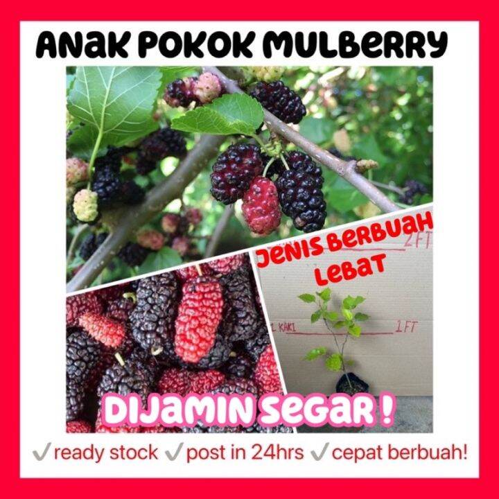 Rina • anak pokok mulberry • cepat berbuah hybrid lebat fruit sapling fruits morus alba tree ...