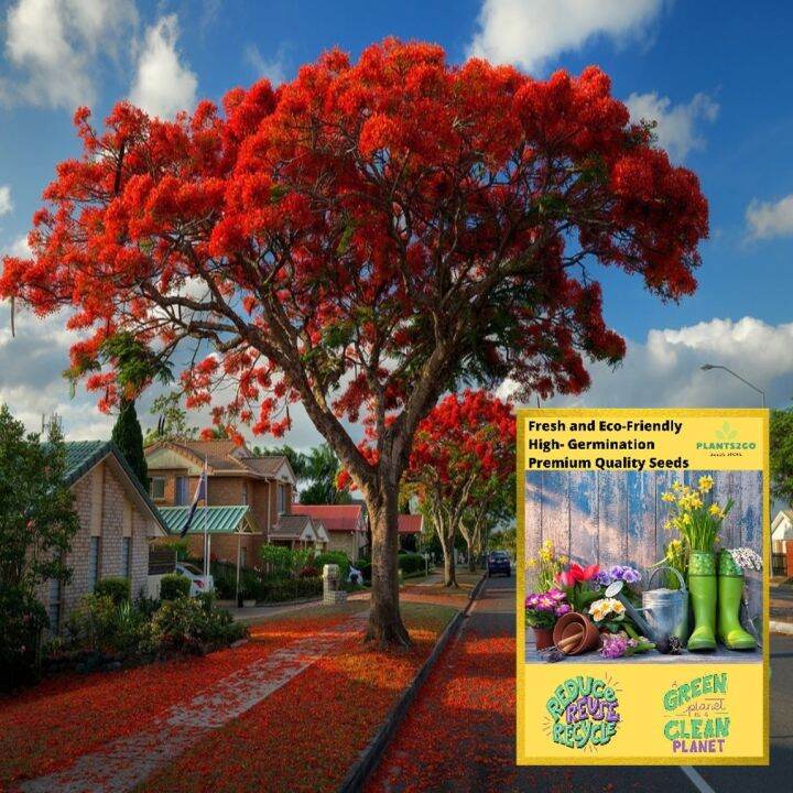 Delonix Regia or Flame Tree Seeds TR30- 1 Gram of High germination ...
