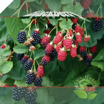 Pohon Buah Blackberry