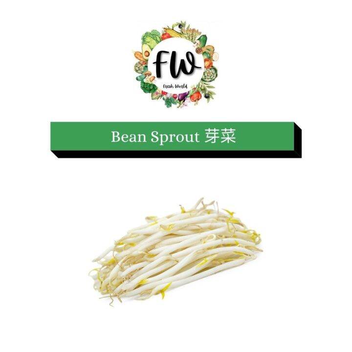 Fresh Bean Sprout // Taugeh 豆芽/芽菜 (500g or 1kg) Daily Fresh Vegetable ...