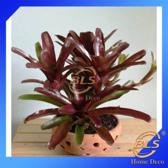 Real Live Plant Bromeliad Neoregelia Super Fireball (Pot Not Included ...