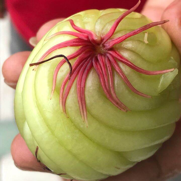 Katmon Seeds (5pcs) | Lazada PH