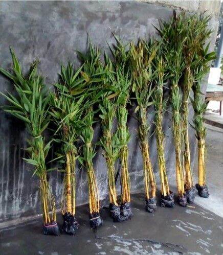Tanaman hias bambu kuning - Pohon bambu - bambu kuning | Lazada Indonesia