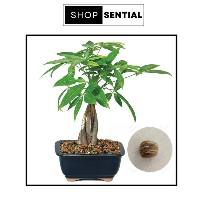 Fresh Money tree Seeds (Pachira aquatica) 5 pcs Fresh pick from the ...