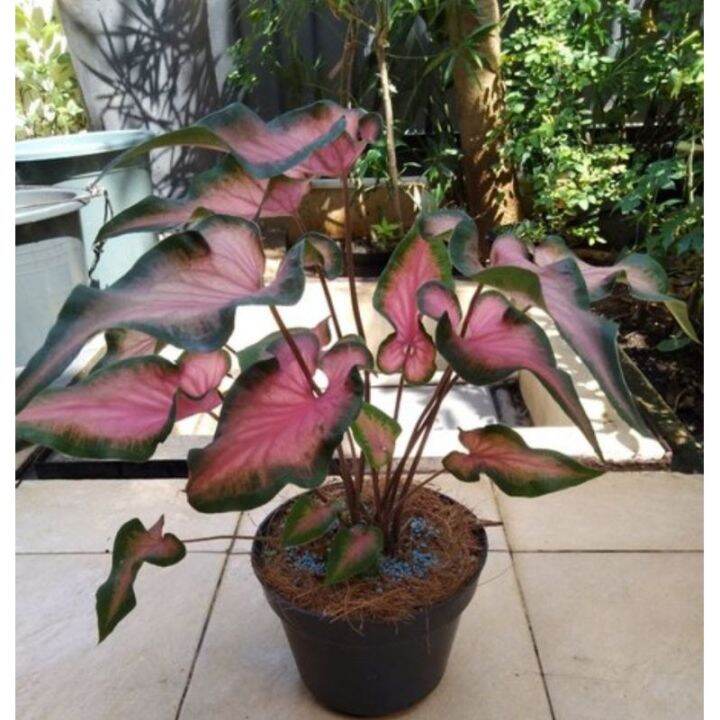 Tanaman Hias Caladium MANDOVA Kaladium Mandova | Lazada Indonesia