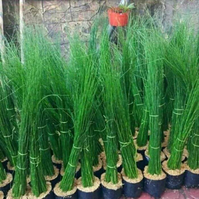 tanaman hias bambu air/pohon bambu air | Lazada Indonesia