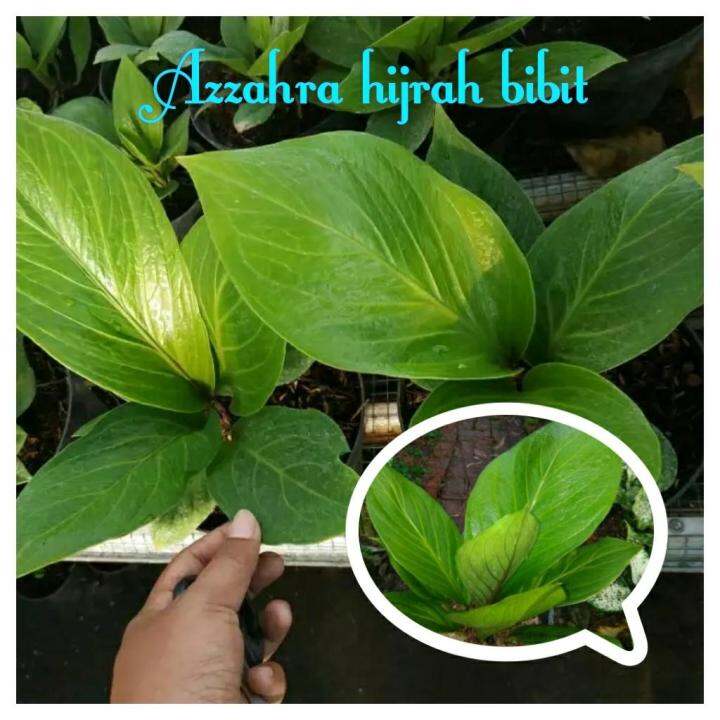 tanaman anthurium jemani cobra | Lazada Indonesia