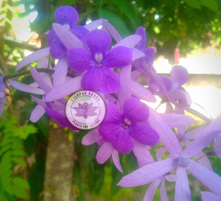 TANAMAN RAMBAT PETREA VOLUBILIS BUNGA UNGU - Pohon Patrea Panjang 1 ...