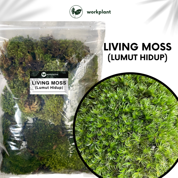 Living Moss - Lumut Hidup Media Tanam Tanaman Hias / Lumut Hutan ...