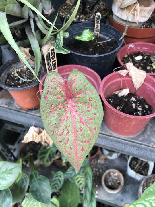 red leopard thai thailand caladium live aroid plant | Lazada PH