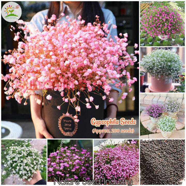 [Fast Germination] Gypsophila Flower Seeds (200 seeds/bag, Mix Color ...