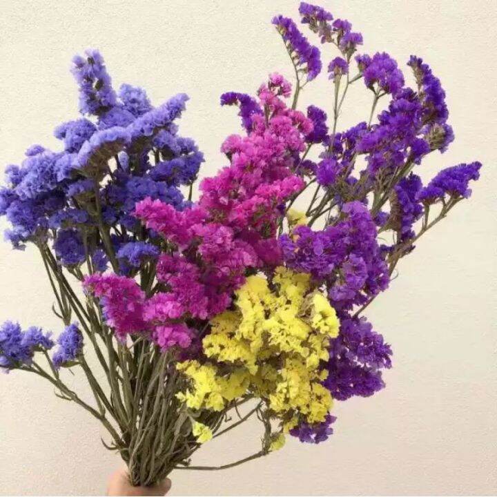 Dried Statice Real Flower Home Decor | Lazada PH