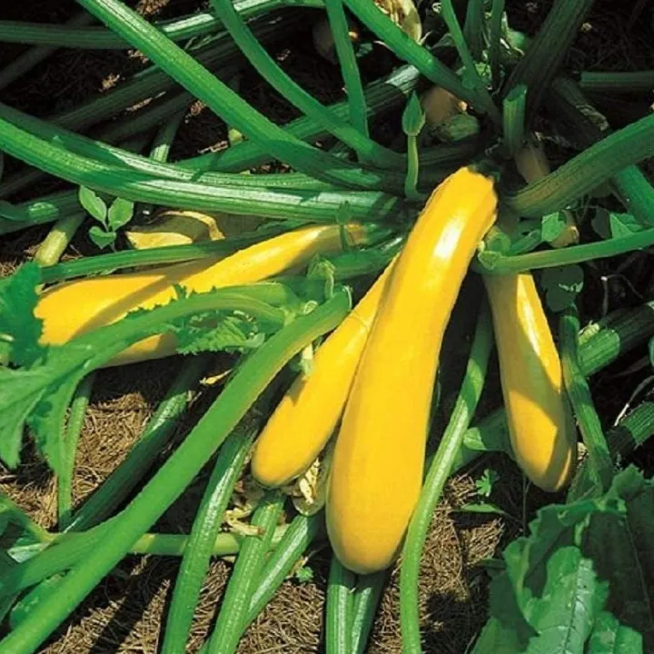 ISI PAKET: 2 Benih Zucchini Kuning Golden Cherub F1 Hibrida Bibit ...