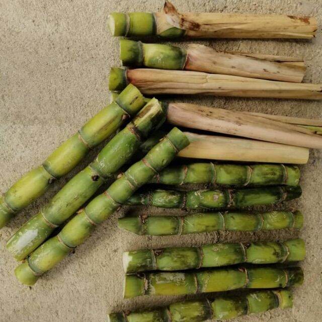 Malaysia Stock BENIH TEBU TELUR SESUAI UNTUK TANAMAN RUMAH DAN KEBUN ...