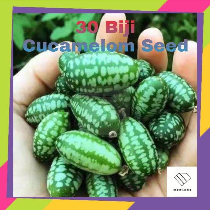 {Rare} 30 Biji Benih Finger Melon Cucumber Melon Cucamelon | Lazada
