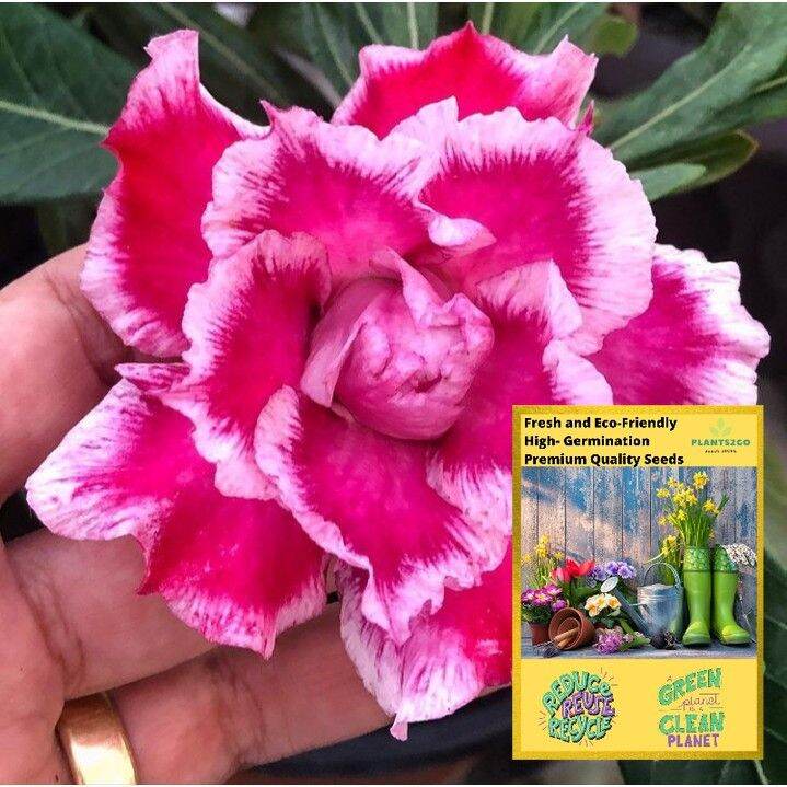 Adenium Seeds Royal Pink V5 -High germination Flower Plant seeds for ...