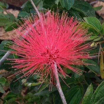 Bunga Kaliandra Merah - Tanaman Hias Kaliandra - Tanaman Semak ...