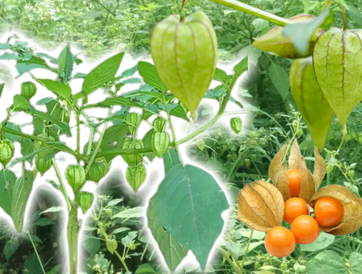 Pokok Letup-Letup | (2 pokok) Markisa Hutan | Passiflora foetida ...