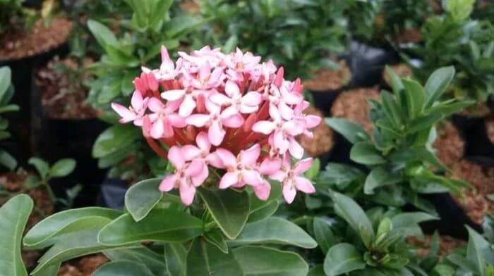 Tanaman Hias Asoka Jambon bunga Pink - Soka Jabon | Lazada Indonesia