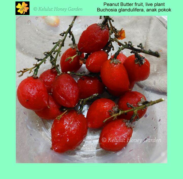Peanut Butter Fruit Plant, Bunchosia glandulifera, anak pokok peanut ...