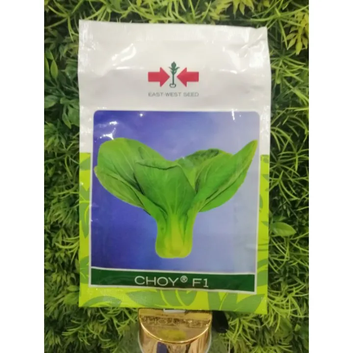 Choy F1 (Bokchoy/Packchoi Seeds) （นี่มันเมล็ดพืช ไม่ใช่พืช!） | Lazada.co.th