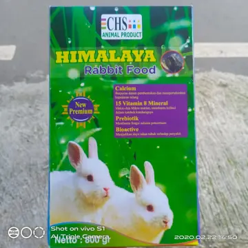 Kelinci Himalayan