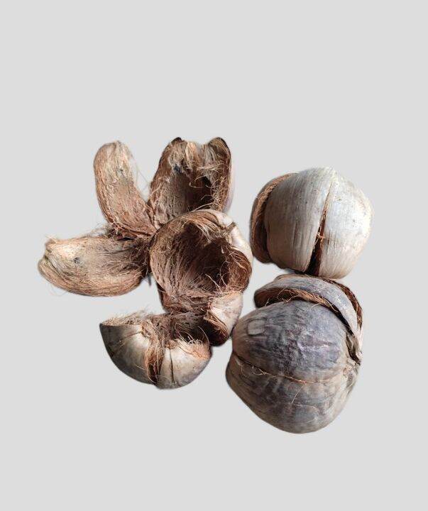 CHOOSY BUNOT SET OF 4 PCS | Lazada PH