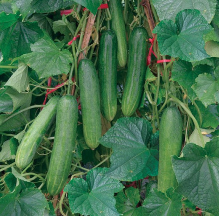 25 Benih Timun Zatavy F1 bibit tanaman sayuran mentimun | Lazada Indonesia