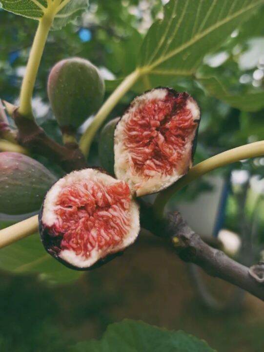 Black Bursa Fig Fruit Seeds | Lazada PH