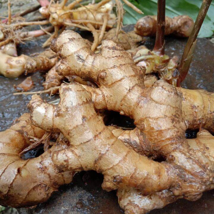 Lempuyang gajah | lempuyang pahit Segar / Lempuyang Segar 1 kg | Lazada ...