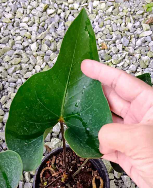 Indoor plant - Anthurium Arrow | Lazada