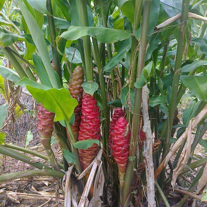Anak pokok lempoyang | Lazada