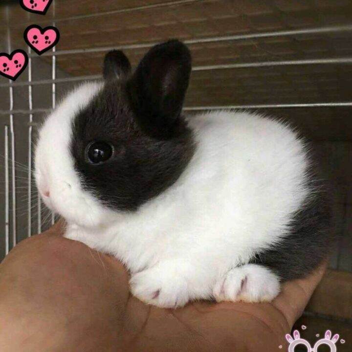 Little rabbits live and don't grow up. Dwarf rabbits, ear rabbits, mini ...