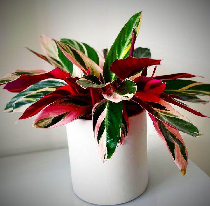 tanaman hias maranta Bali / calathea tricolor | Lazada Indonesia