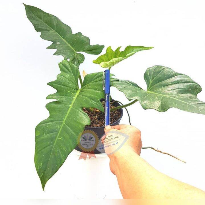philodendron golden dragon / philodendron limefiddle / Tanaman indor ...