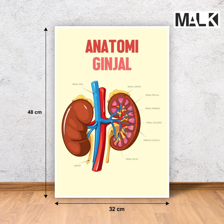 Poster ANATOMI GINJAL | Lazada Indonesia