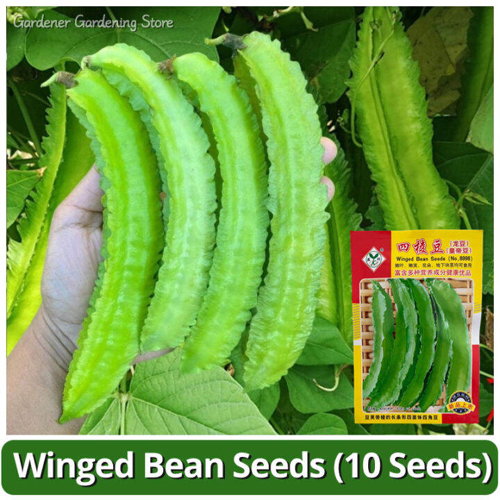 High Yield Winged Bean Seeds Vegetable Seeds for Planting (10 Seed ...
