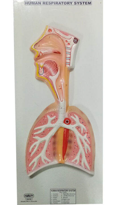 Human Respiratory Model Onboard 62x45cm | Lazada PH