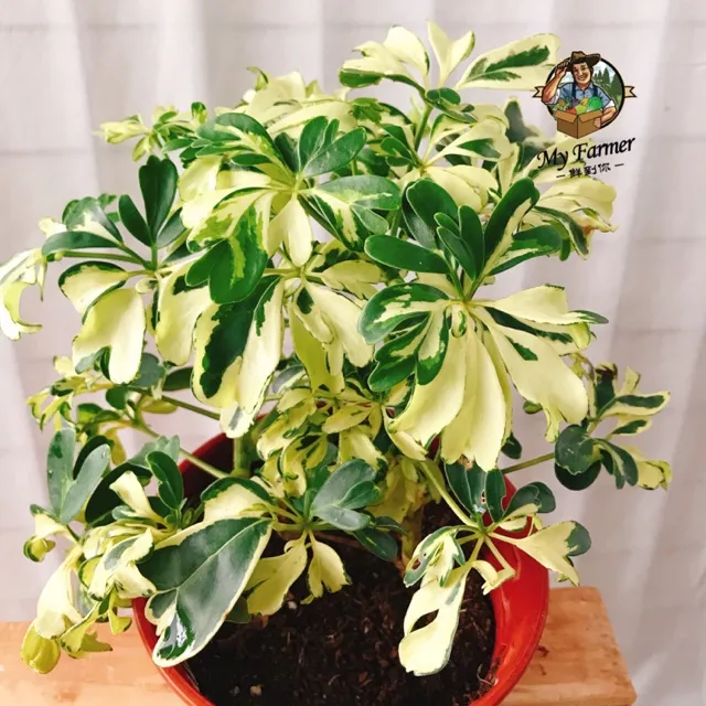 🌿Schefflera arboricola ‘Dazzle’🌿 | Lazada