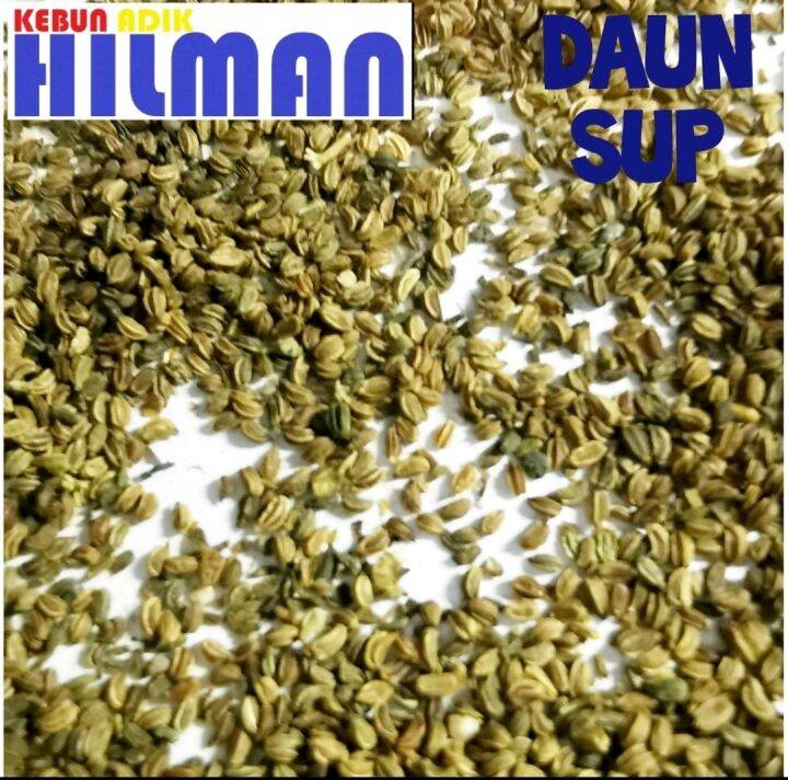 BIJI BENIH DAUN SUP *CELERY SEEDS *DAUN SADERI *APIUM GRAVEOLENS VAR ...