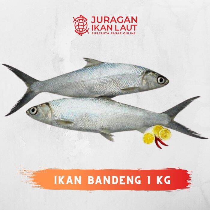 Ikan Bandeng Segar - 1 Kilogram JABODETABEK | Lazada Indonesia