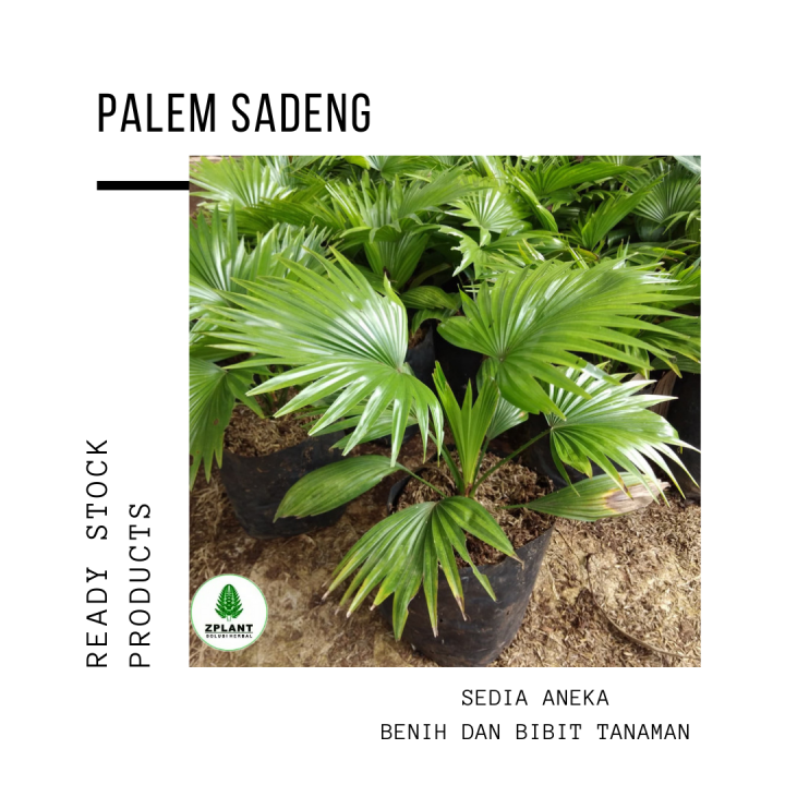 Pohon palem kipas palm sadeng hias | Lazada Indonesia