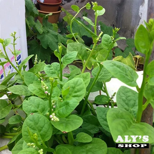 Alugbati Green Leaf Profit Seeds | Lazada PH